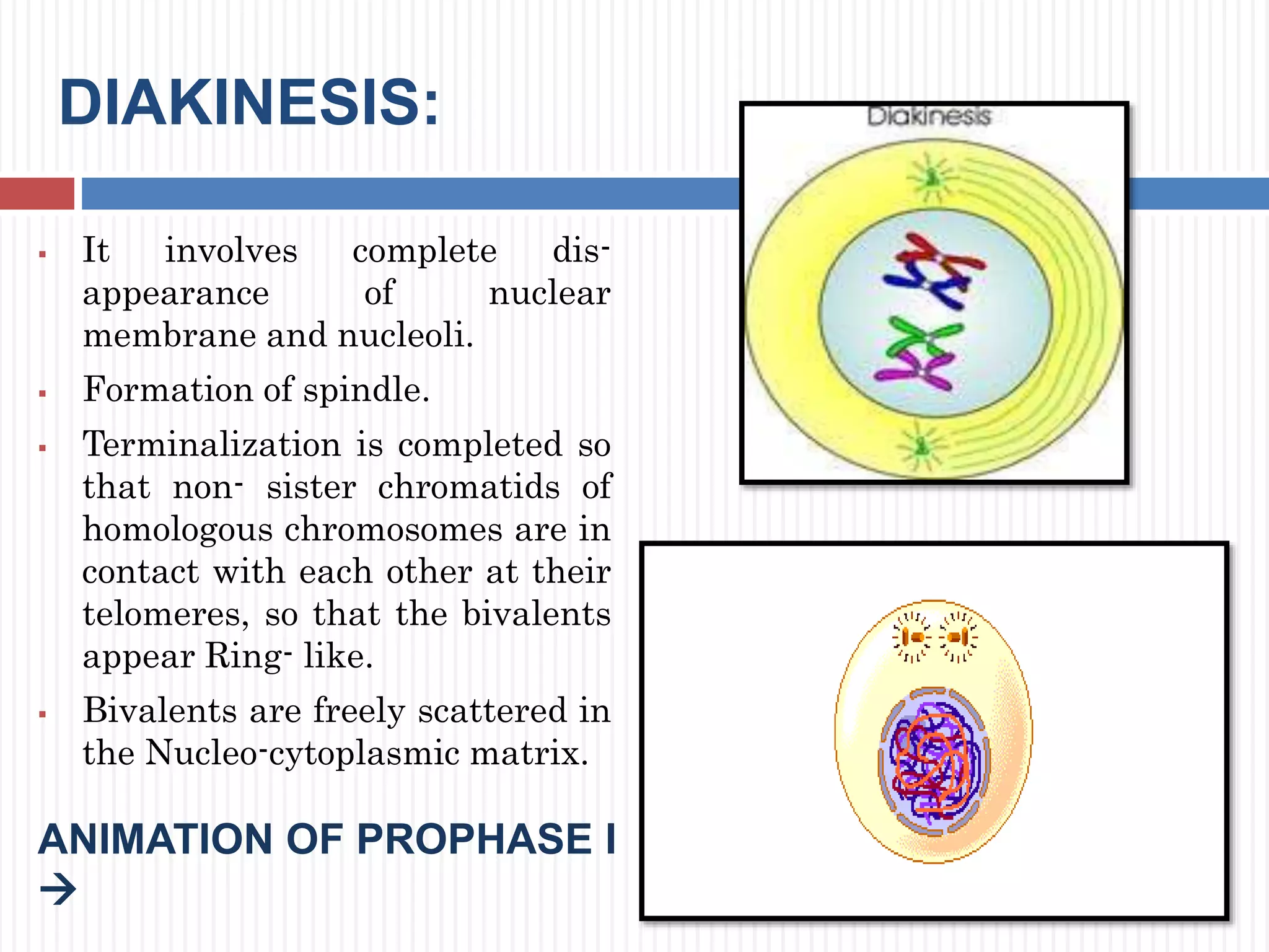 Meiosis | PPTX