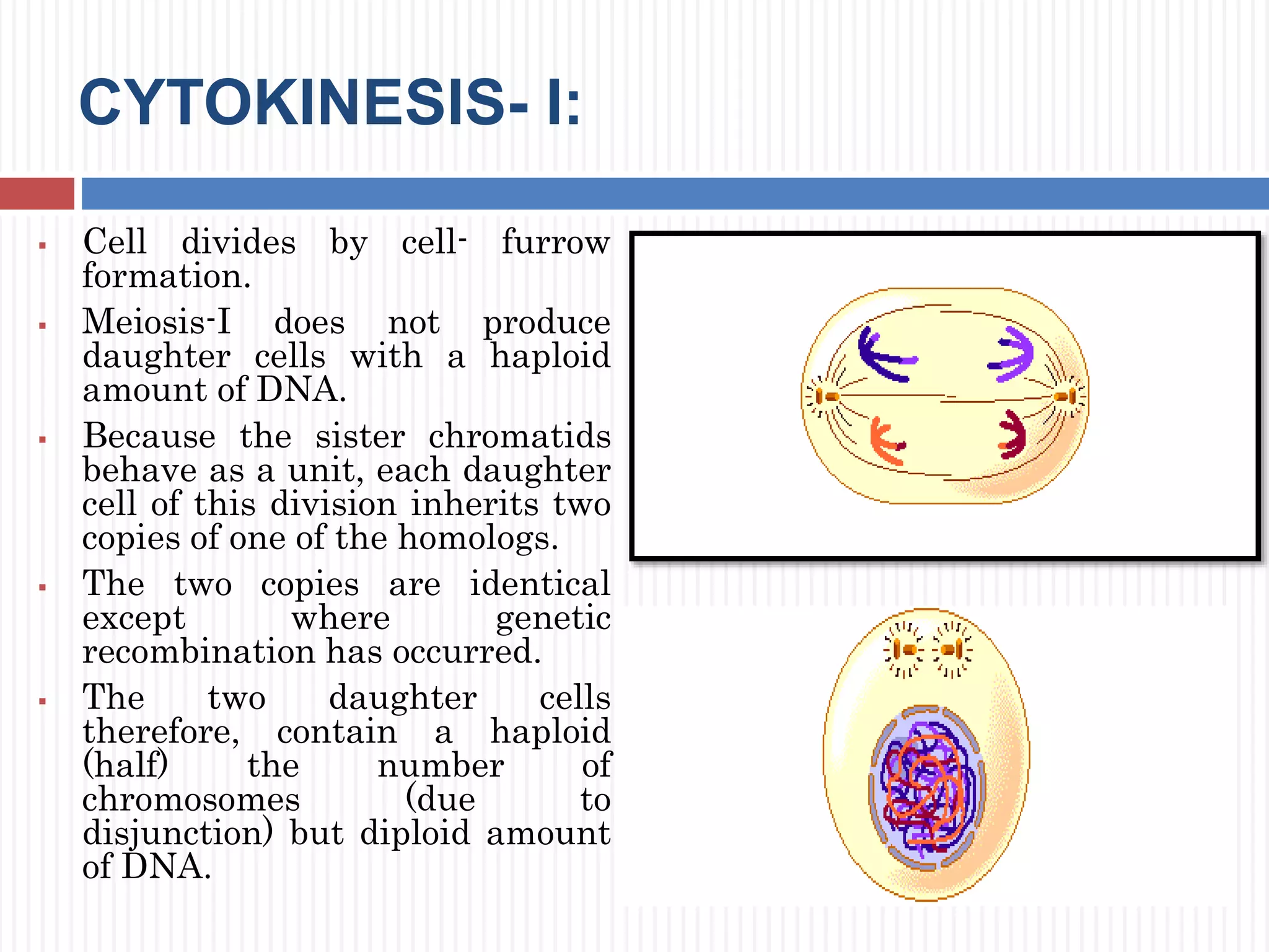 Meiosis | PPTX