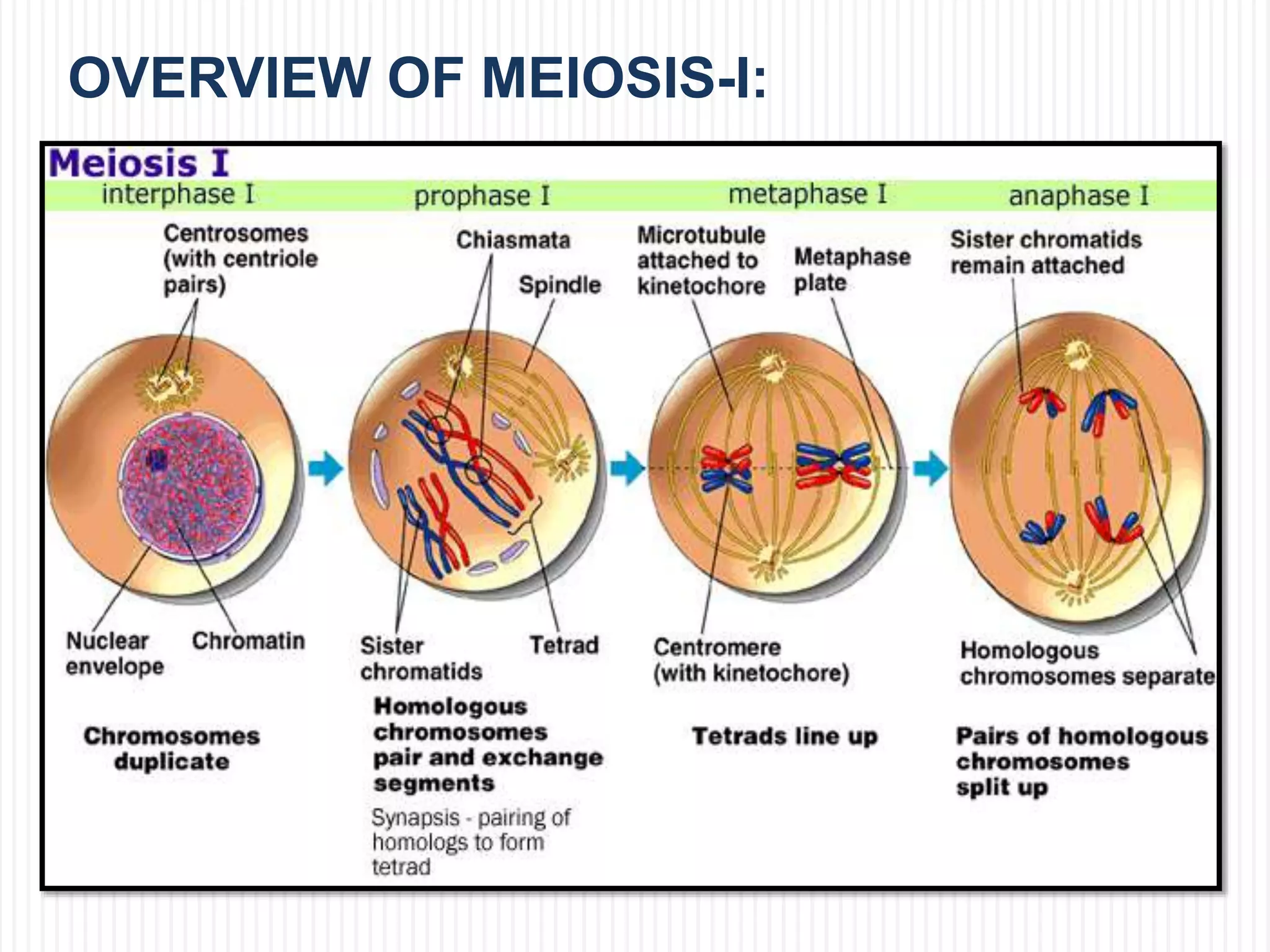 Meiosis | PPTX