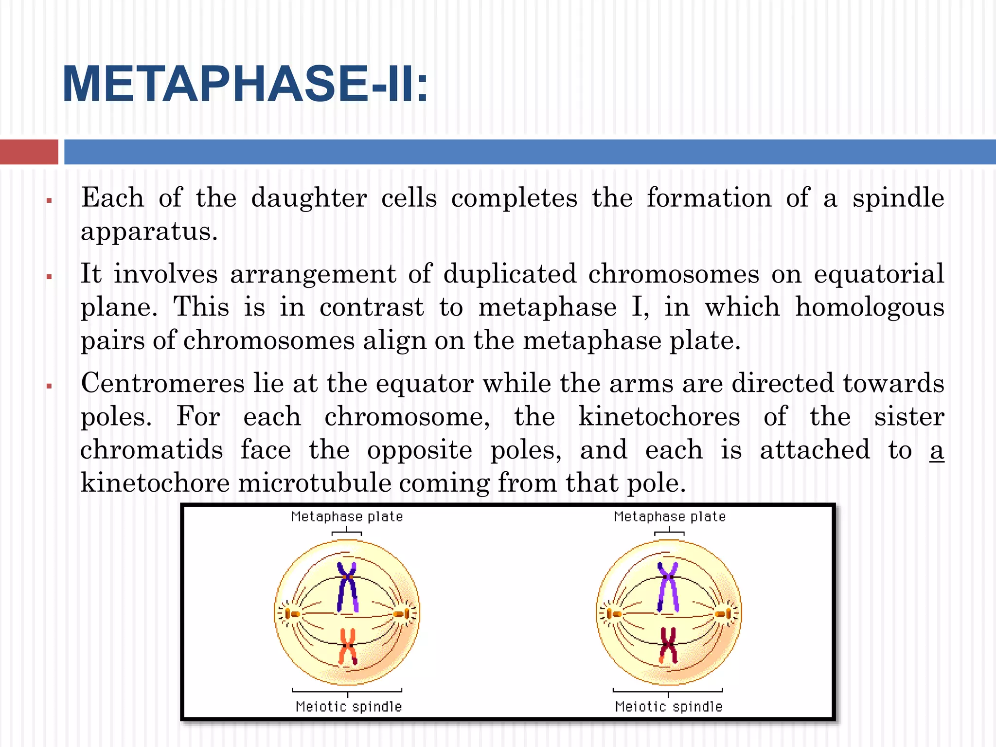 Meiosis | PPTX