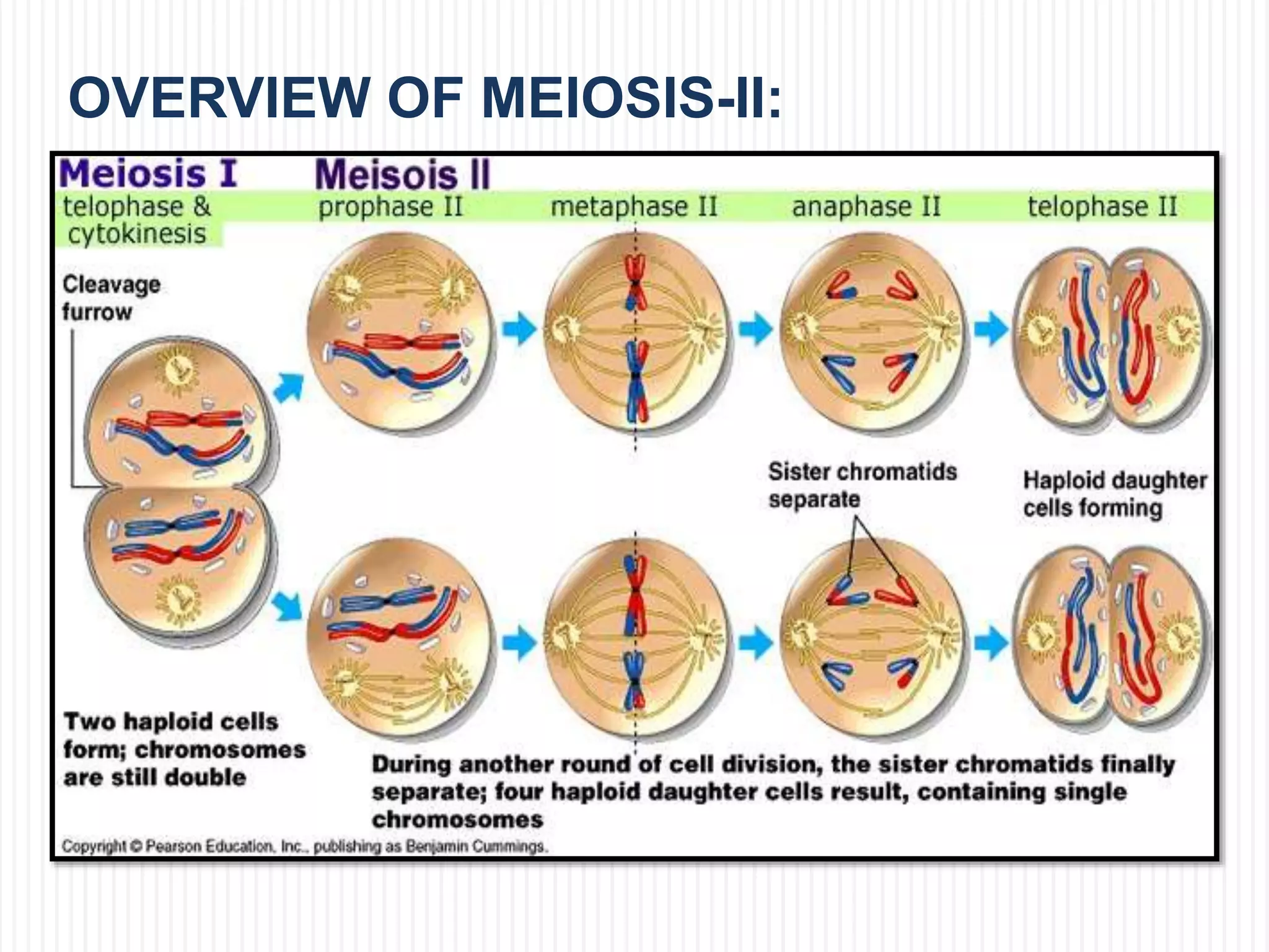 Meiosis | PPTX