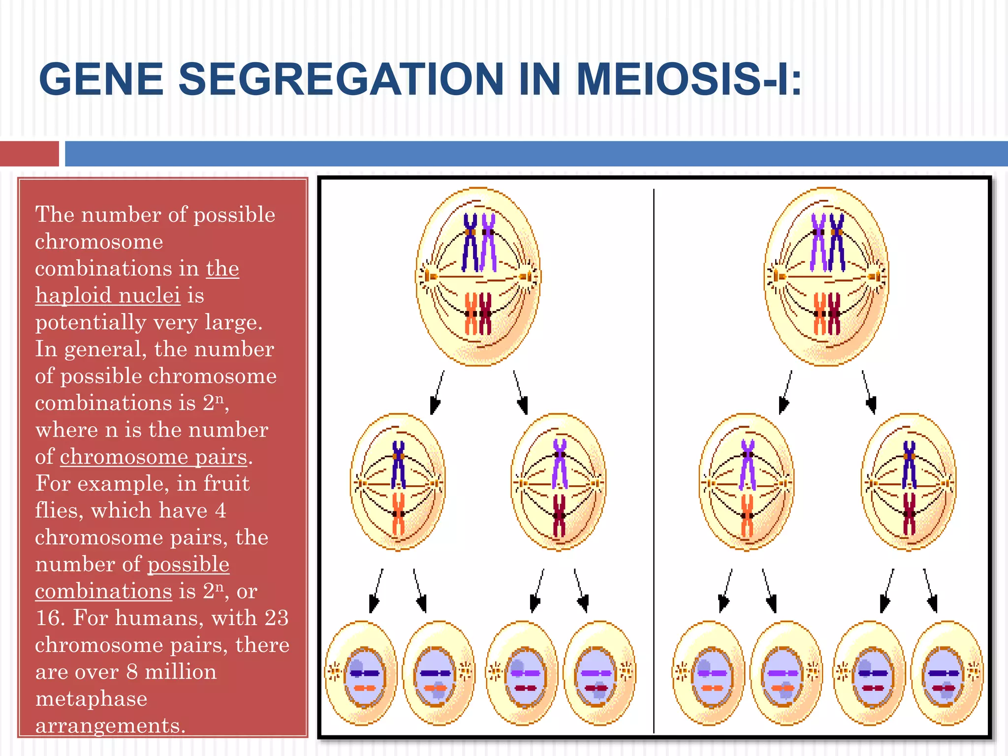Meiosis | PPTX