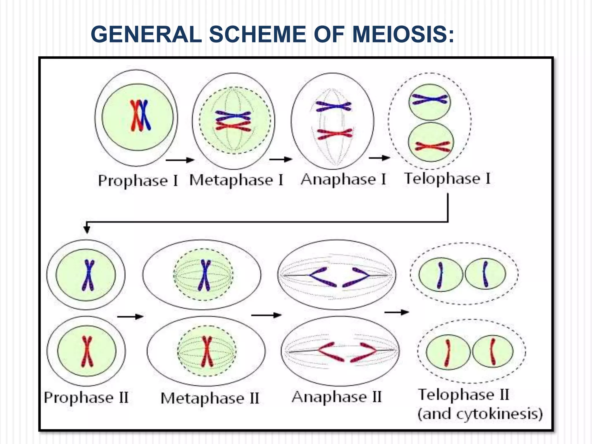 Meiosis | PPTX