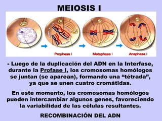 Meiosis | PPT