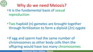 Meiosis | PPT
