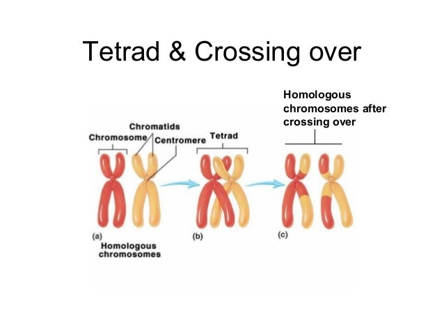 What Is A Tetrad For Meiosis | Images and Photos finder