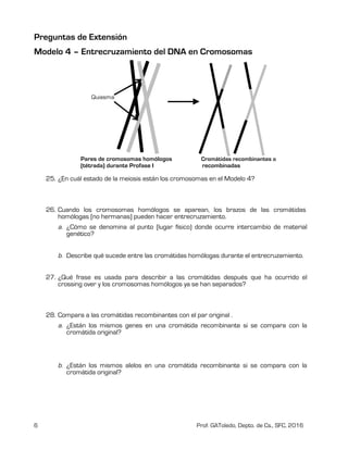Meiosis. Guía para 2º medio biología, basada en modelos | PDF