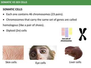 Mitosis & Meiosis | PPTX
