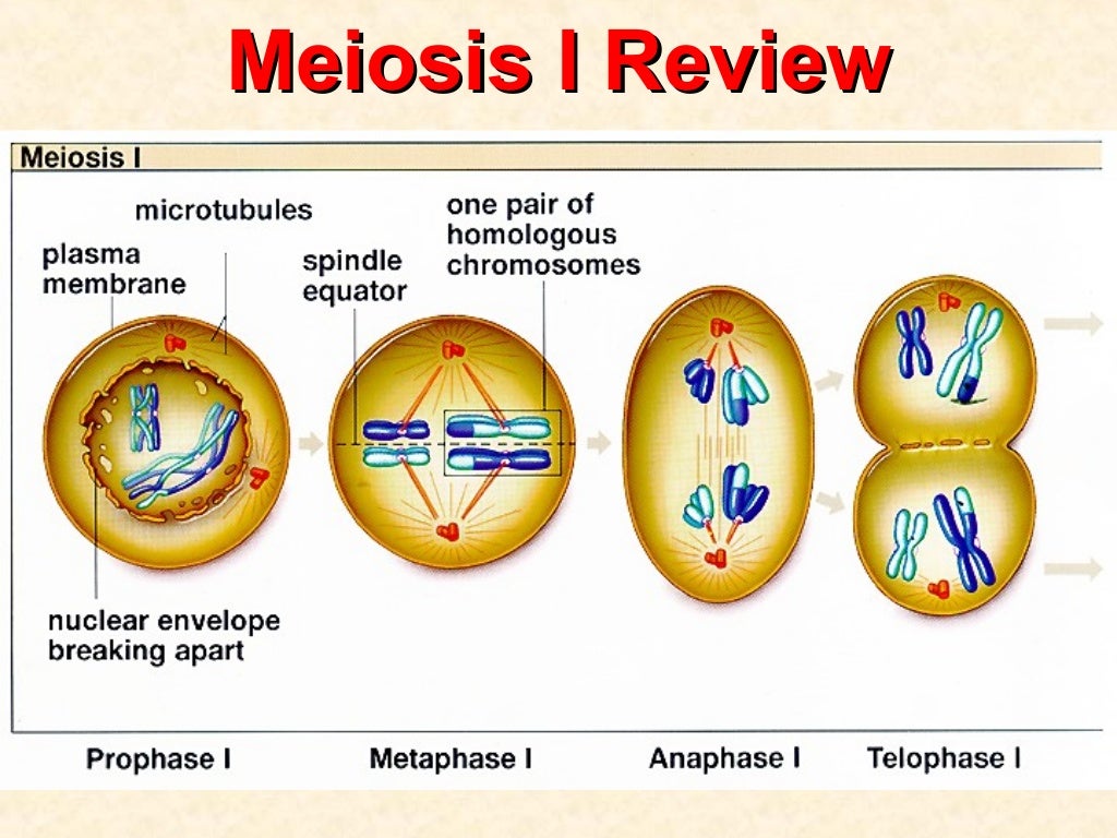 Meiosis And Sexual Reproduction For Ap Biology
