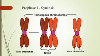 Meiosis | PPTX