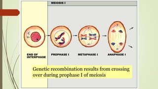 Meiosis | PPTX