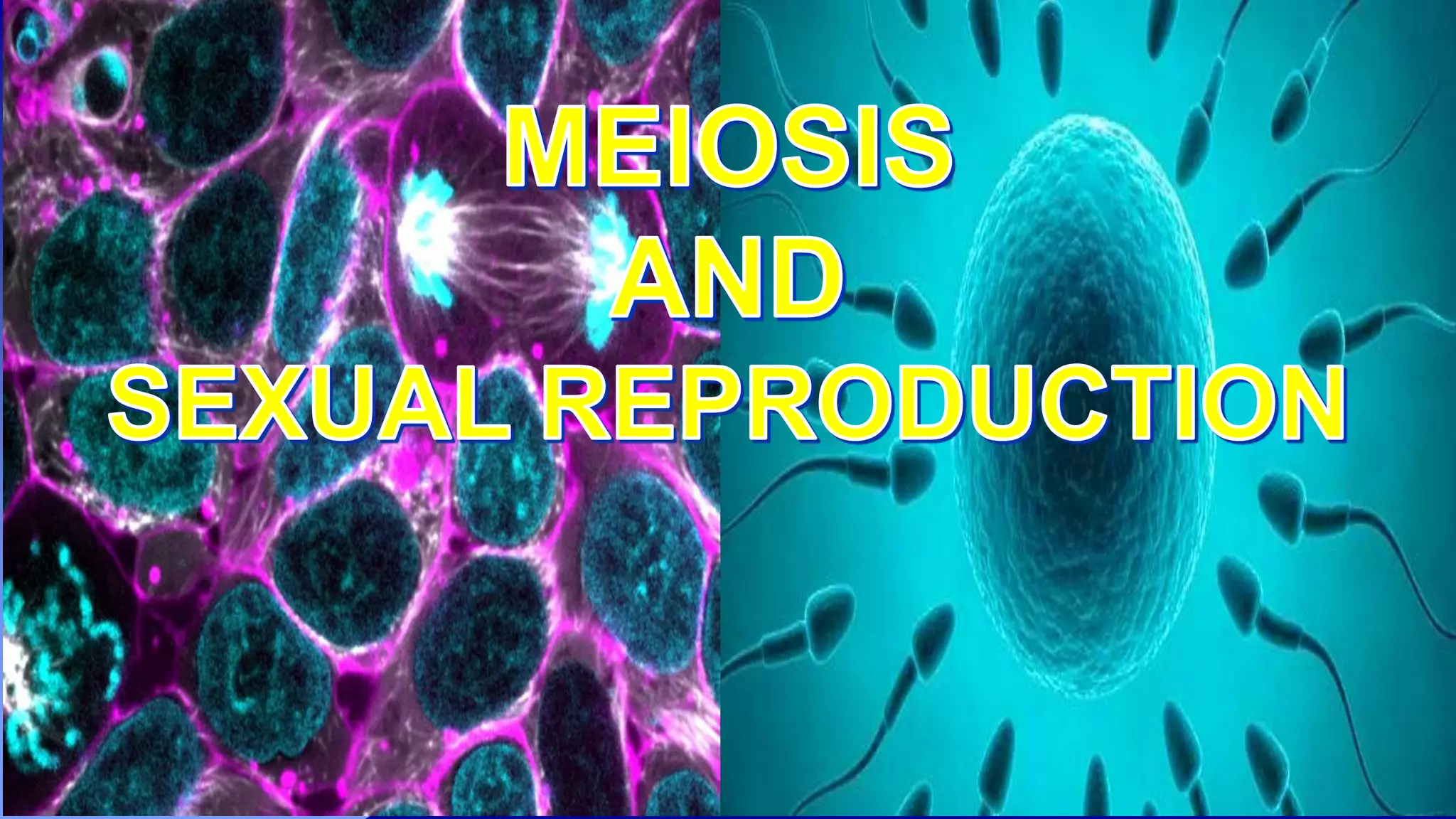 Meiosis, Sexual Reproduction, Meiosis 1 and 2 | PPT