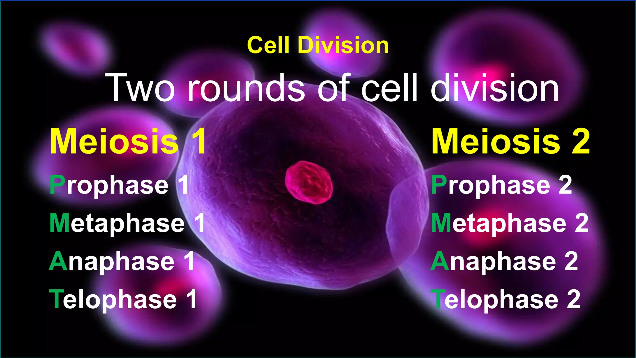 Meiosis, Sexual Reproduction, Meiosis 1 and 2 | PPTX