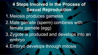 Meiosis, Sexual Reproduction, Meiosis 1 and 2 | PPTX