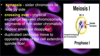 Meiosis, Sexual Reproduction, Meiosis 1 and 2 | PPTX