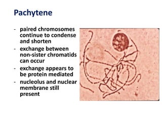 Meiosis | PPTX