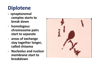 Meiosis | PPTX