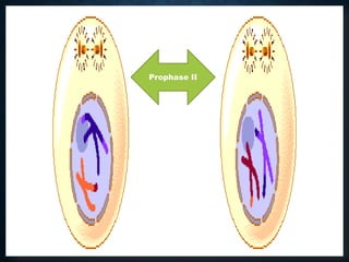 Meiosis | PPT