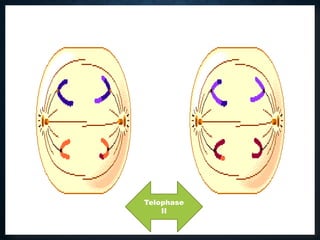 Meiosis | PPT