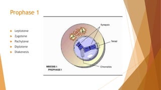Meiosis... | PPTX | Biological Sciences | Science