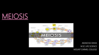 Meiosis | PPTX