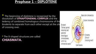 Meiosis | PPTX | Infertility | Reproductive Health