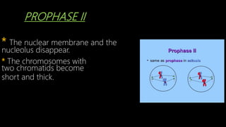 Meiosis | PPTX