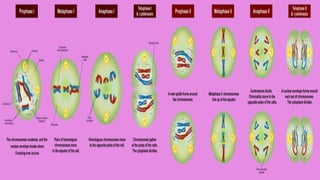 Meiosis | PPTX | Infertility | Reproductive Health