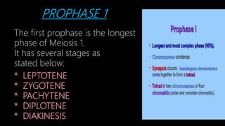 Meiosis | PPTX | Infertility | Reproductive Health