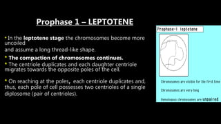 Meiosis | PPTX
