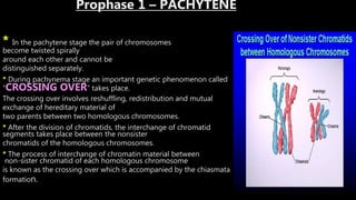 Meiosis | PPTX
