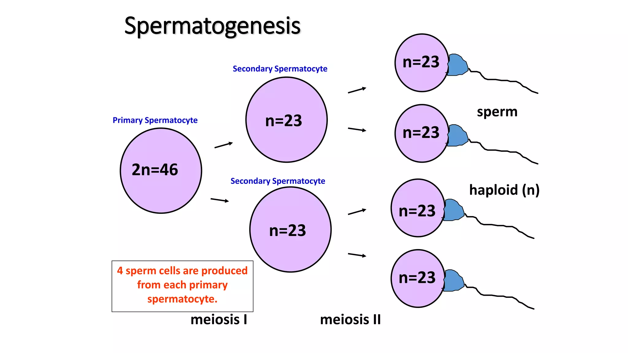 Meiosis | PPTX