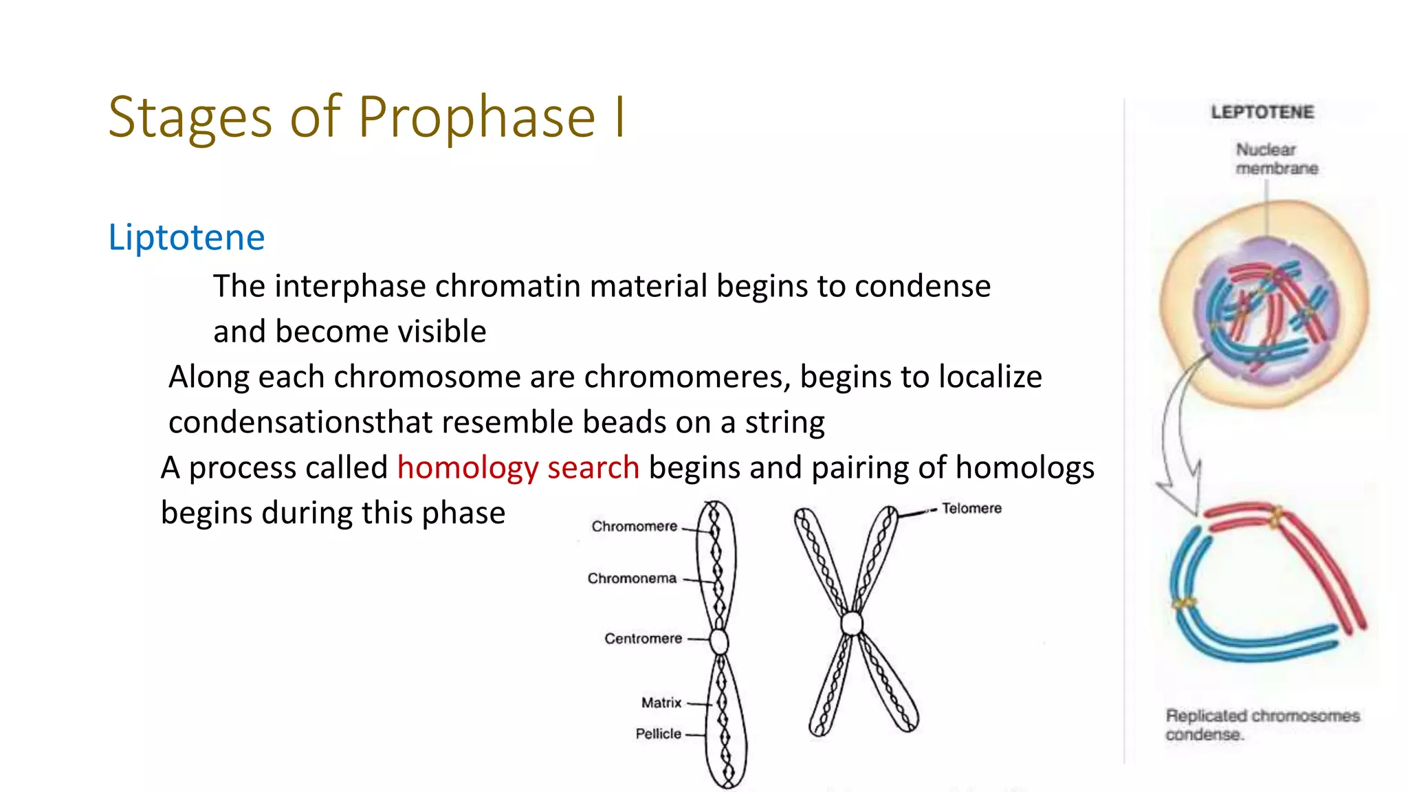Meiosis | PPT