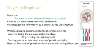 Meiosis | PPTX