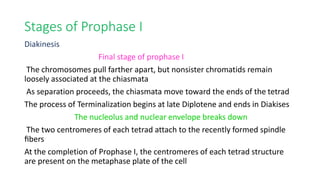 Meiosis | PPTX