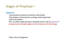 Meiosis | PPTX