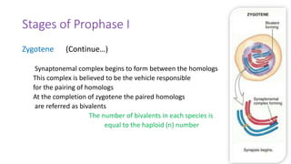 Meiosis | PPTX