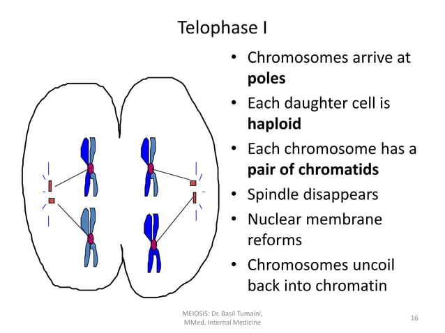 Meiosis by Dr. Basil Tumaini | PPTX | Infertility | Reproductive Health