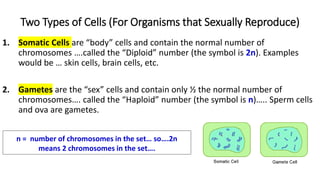 Meiosis | PPTX