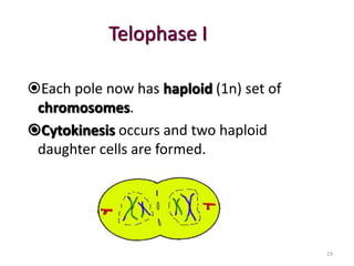 Meiosis | PPTX