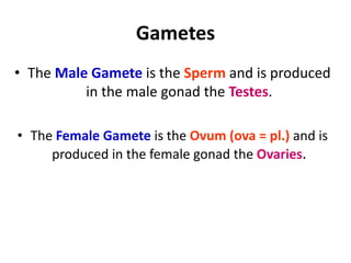Meiosis | PPTX