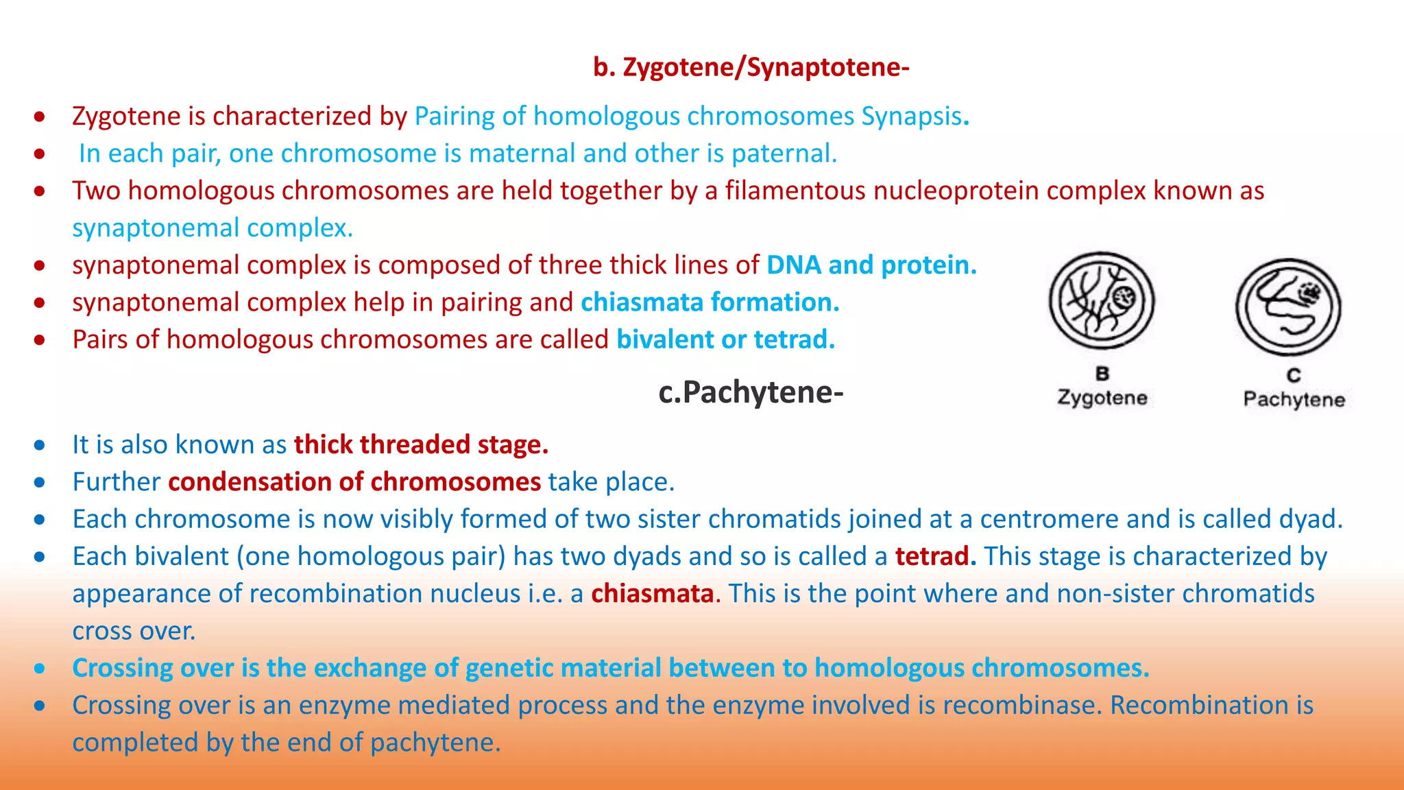 meiosis division | PPTX