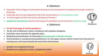 meiosis division | PPTX