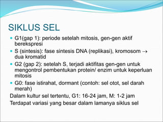 Materi Kimia Dasar Meiosis | PPT