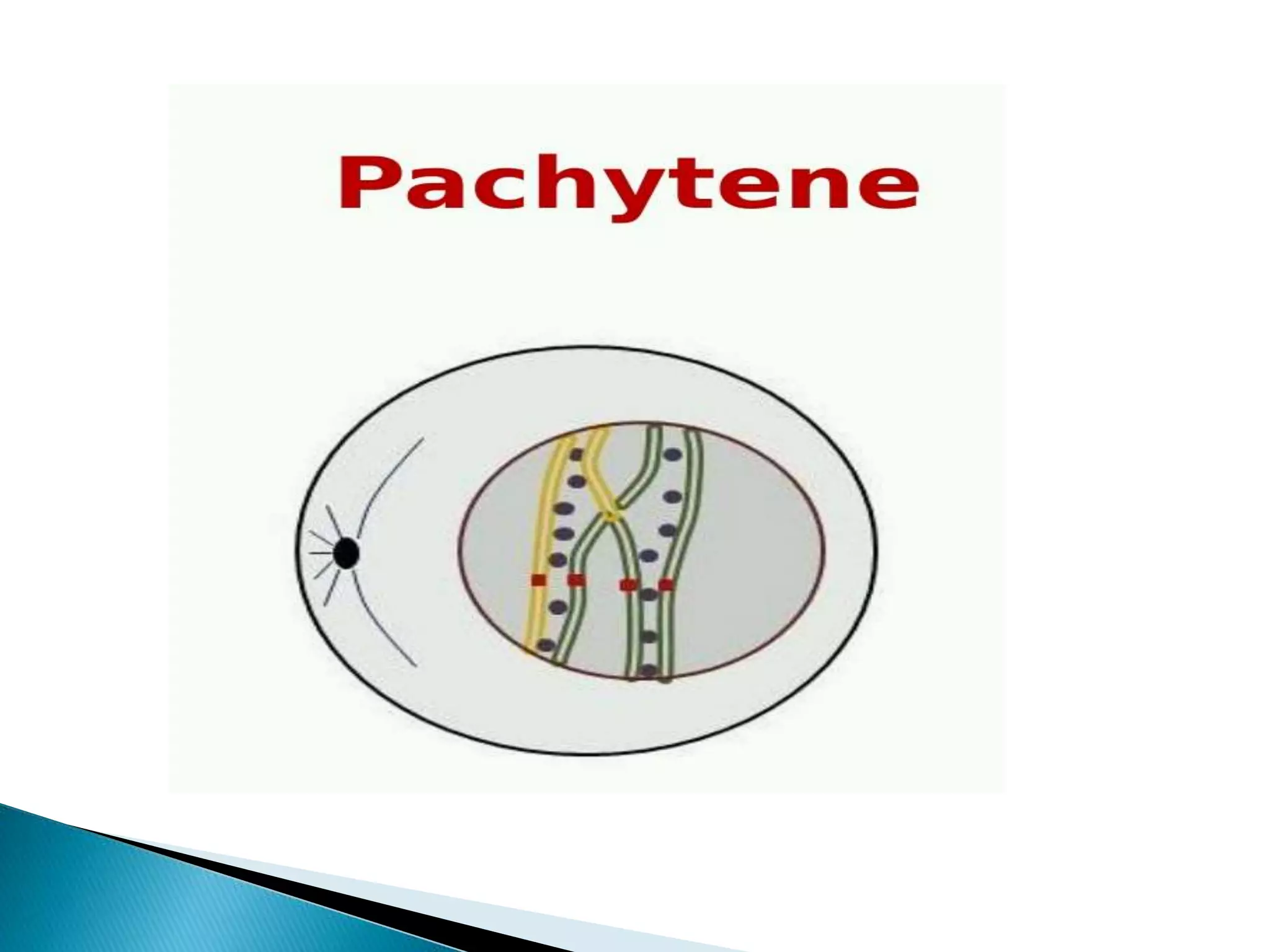 Meiosis Ppt