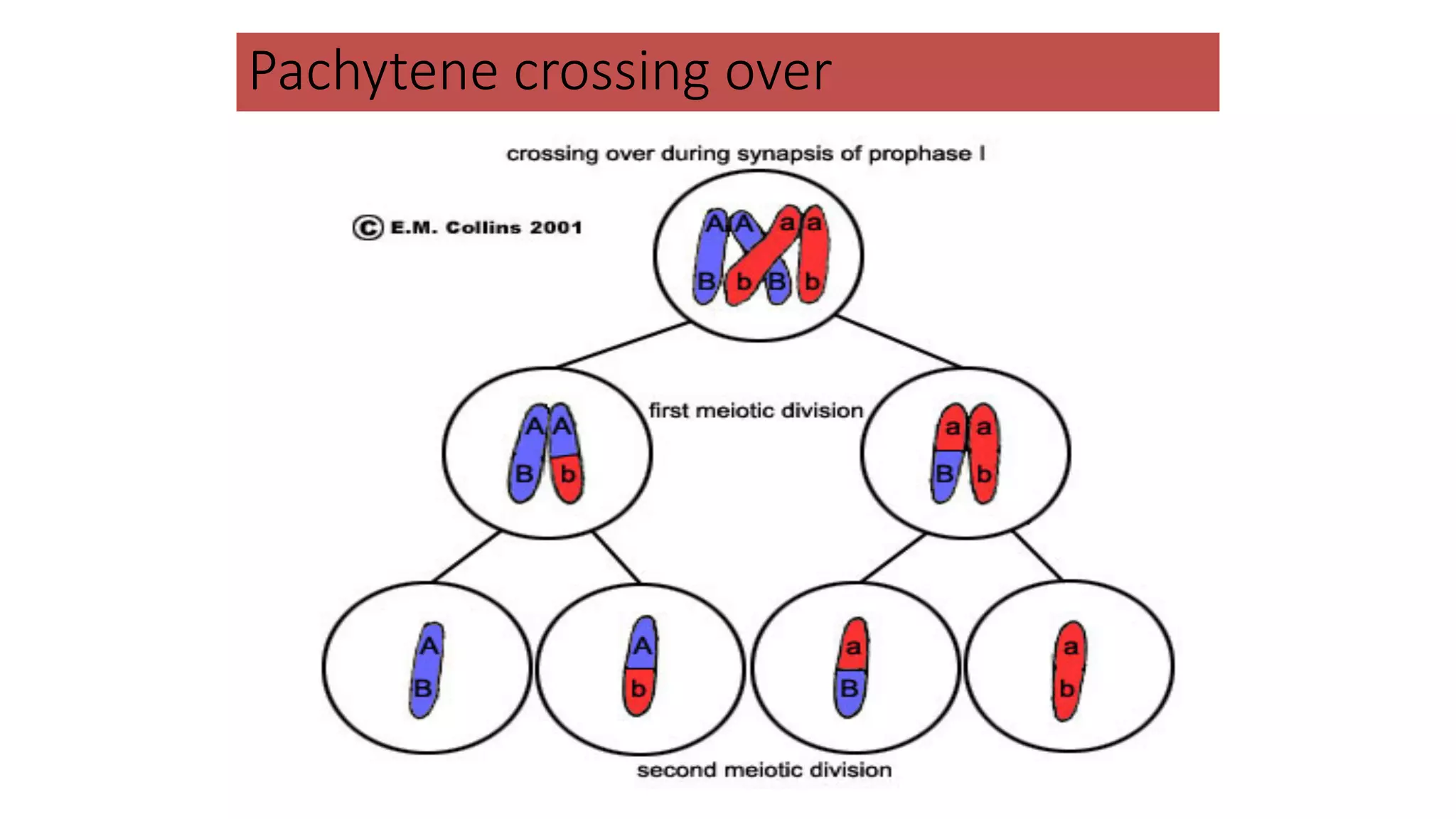 Meiosis | PDF
