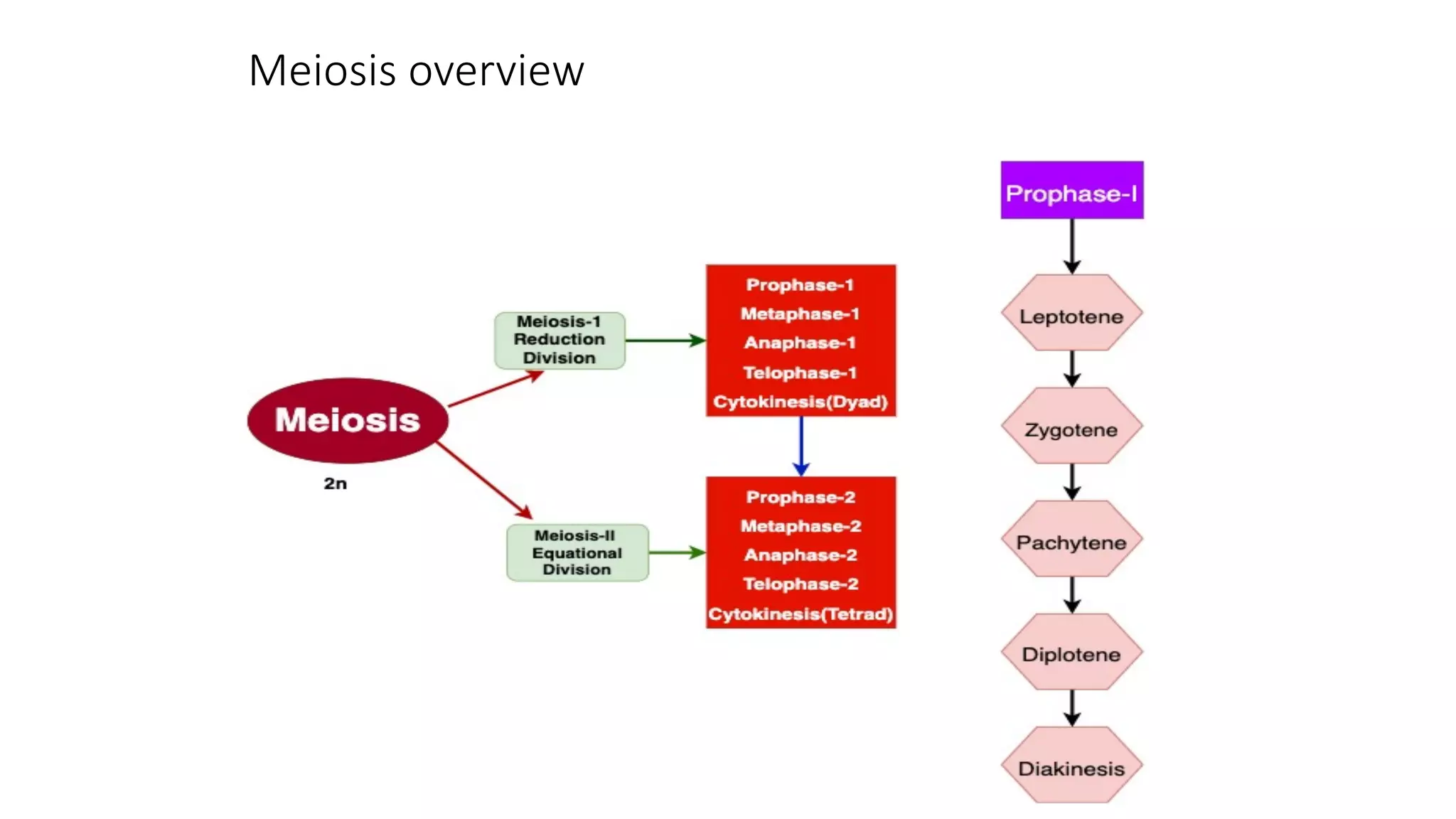 Meiosis | PDF