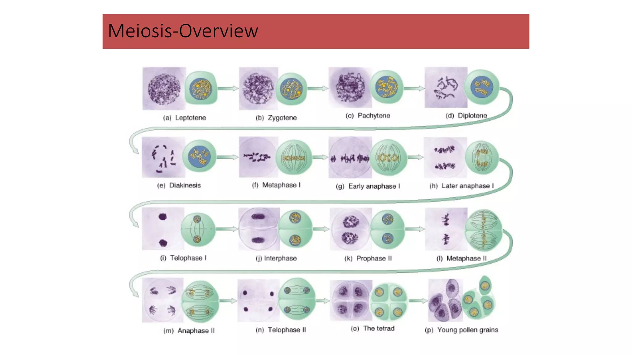 Meiosis | PDF