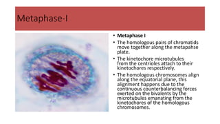 Meiosis | PDF