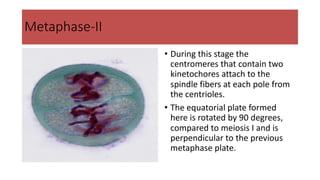 Meiosis | PPT